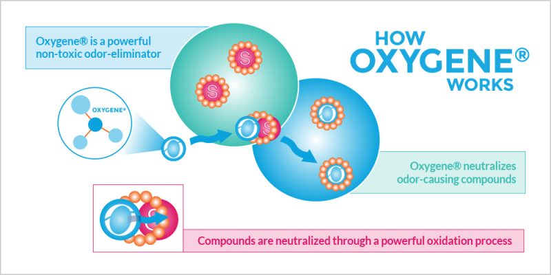 Oxyfresh Pet Ear Cleaner | The Best Ear Cleaner - Oxyfresh